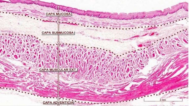 Esofago - Histologia