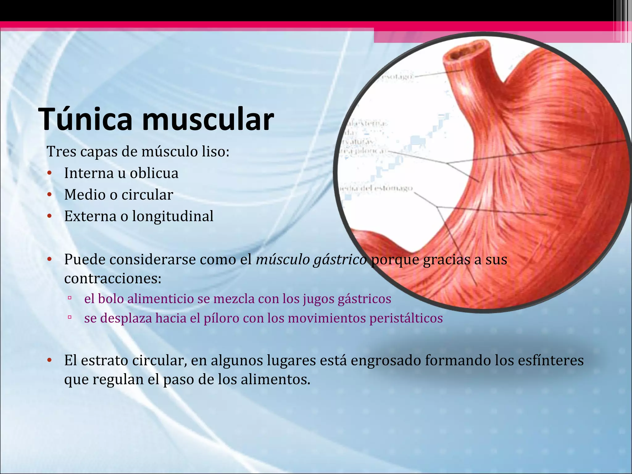 Histologia estomago,duodeno y yeyuno | PPT