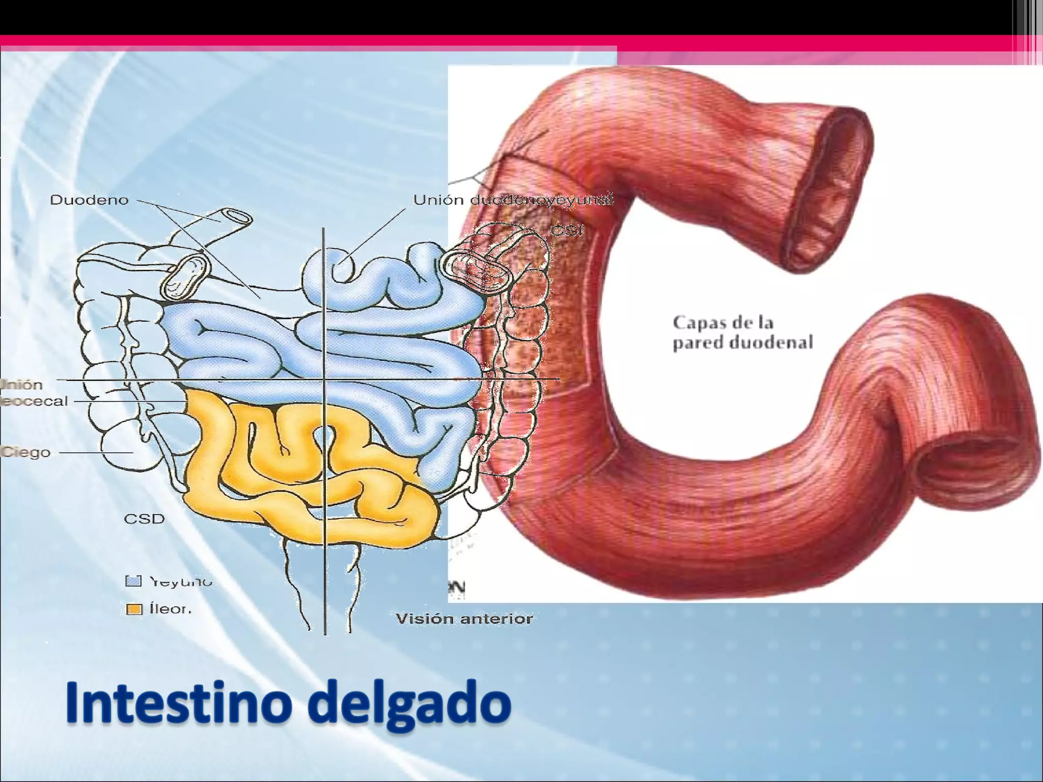 Histologia estomago,duodeno y yeyuno | PPT