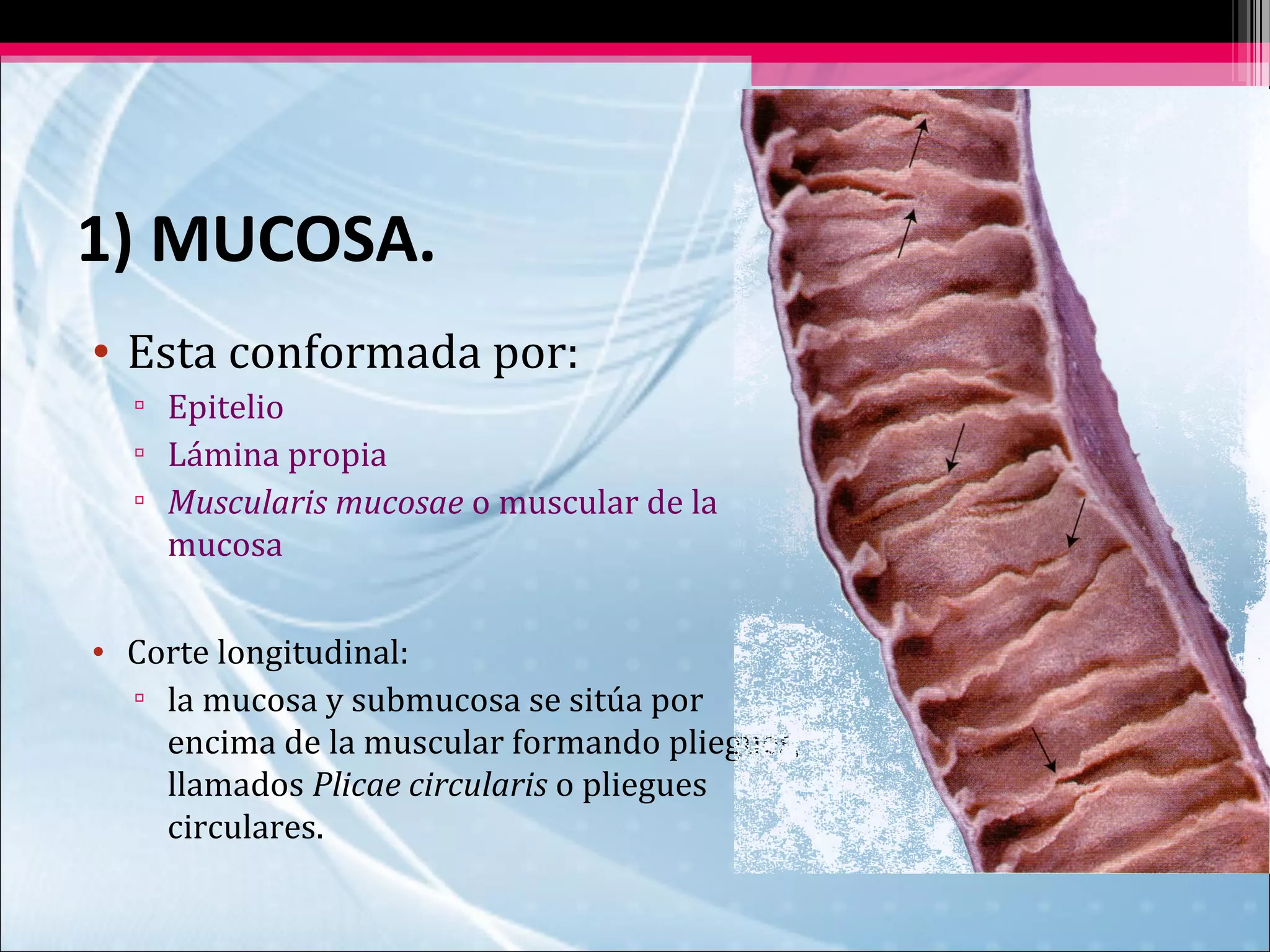 Histologia estomago,duodeno y yeyuno | PPT