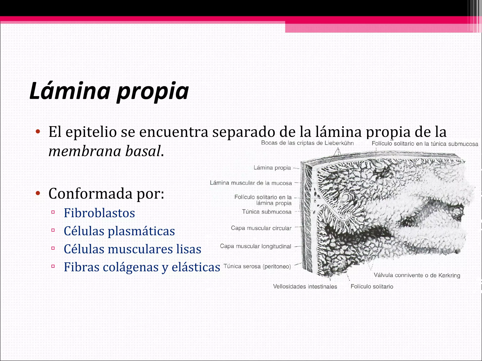 Histologia estomago,duodeno y yeyuno | PPT