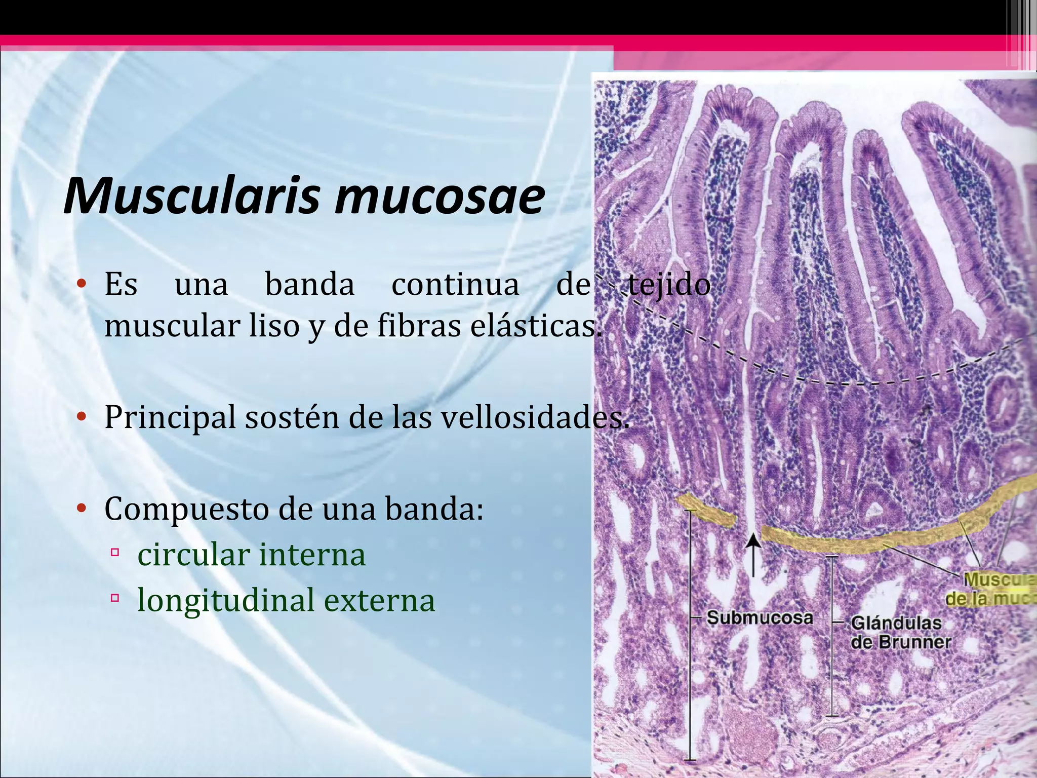 Histologia estomago,duodeno y yeyuno | PPT