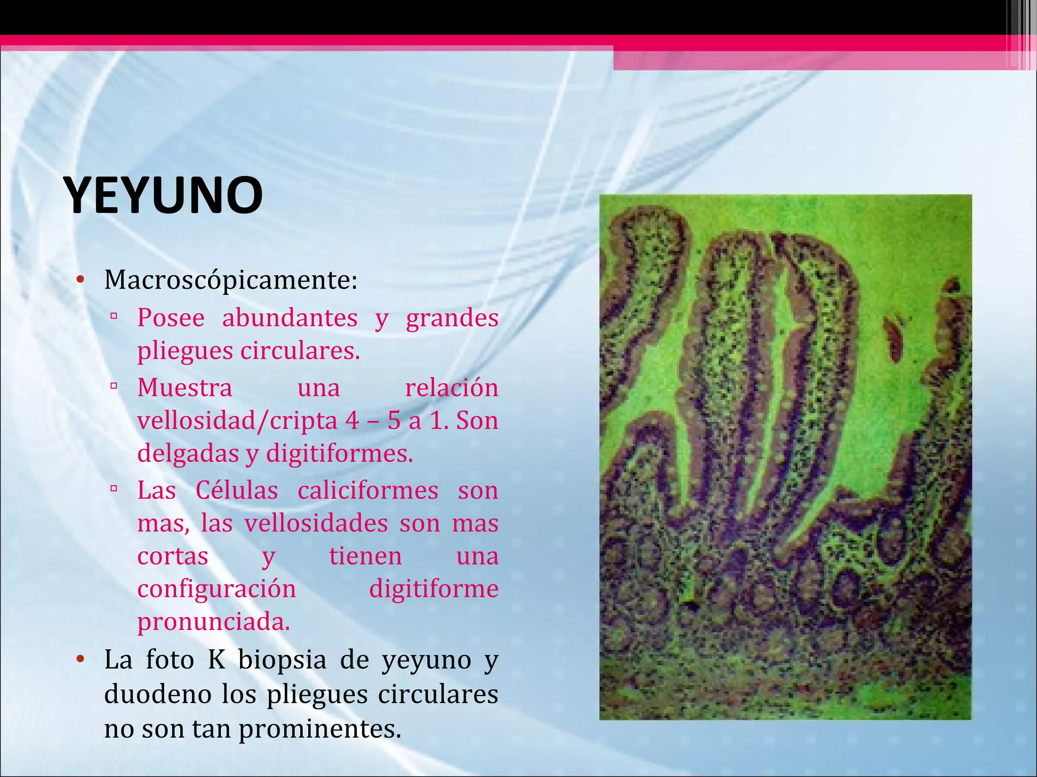 Histologia estomago,duodeno y yeyuno | PPT