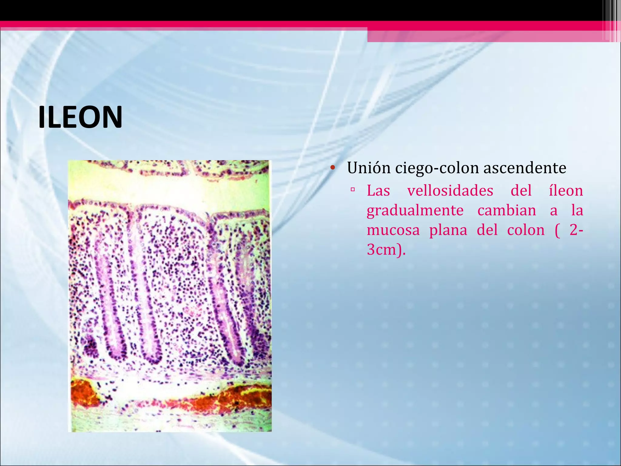 Histologia estomago,duodeno y yeyuno | PPT