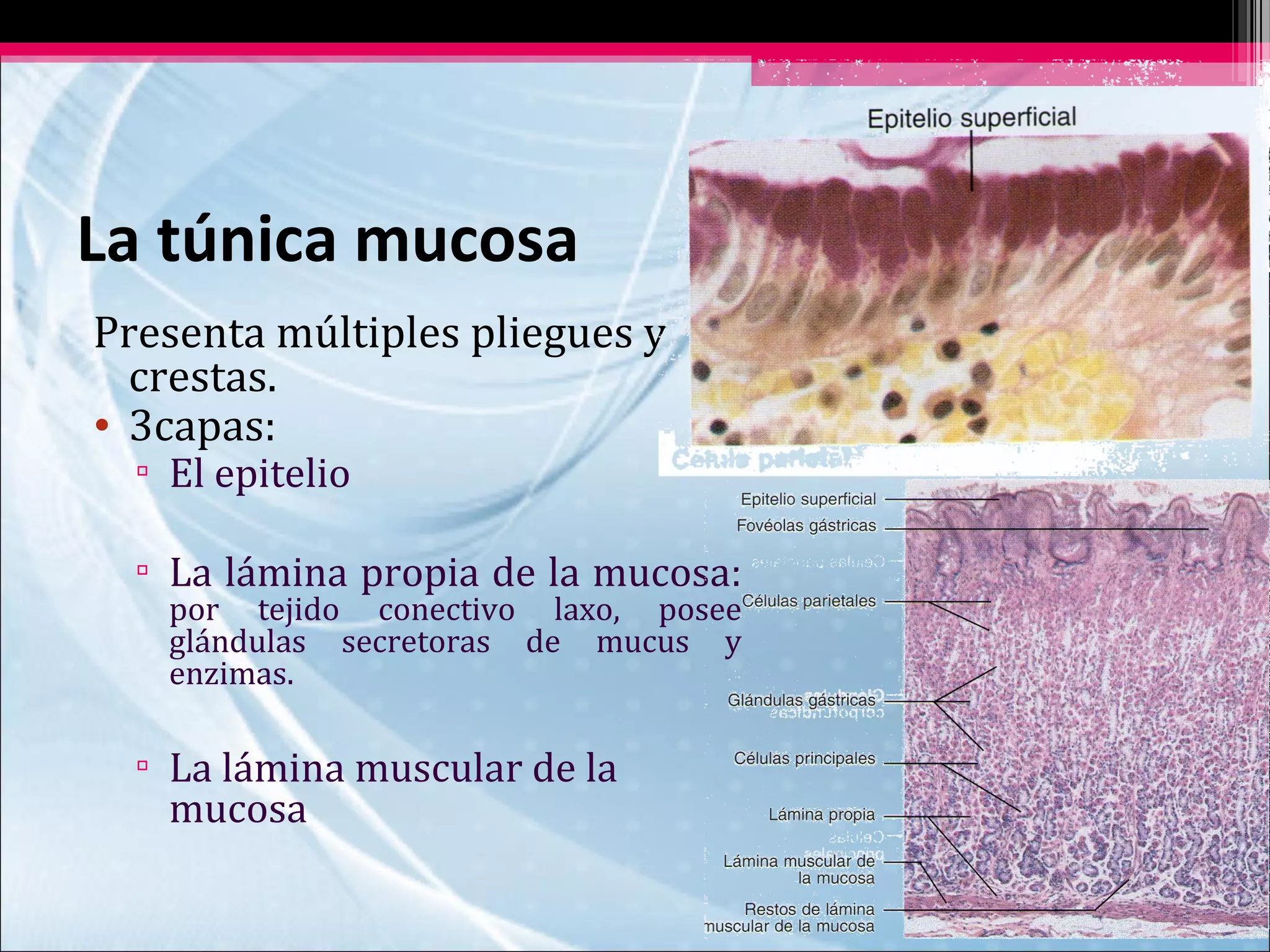 Histologia estomago,duodeno y yeyuno | PPT