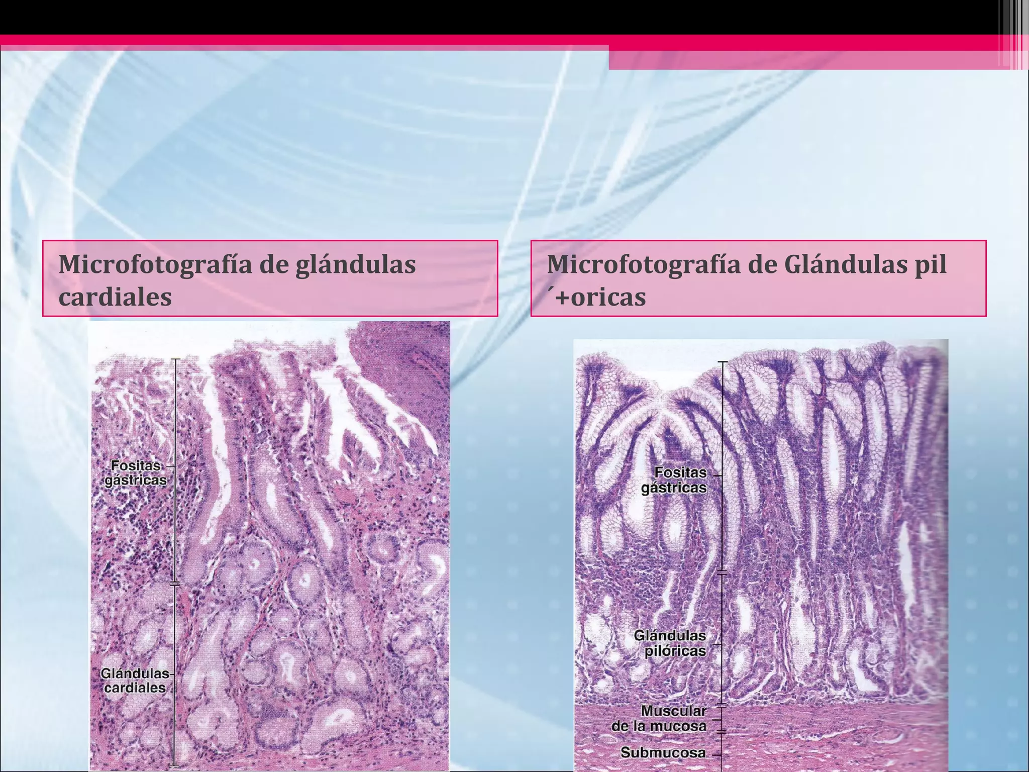 Histologia estomago,duodeno y yeyuno | PPT