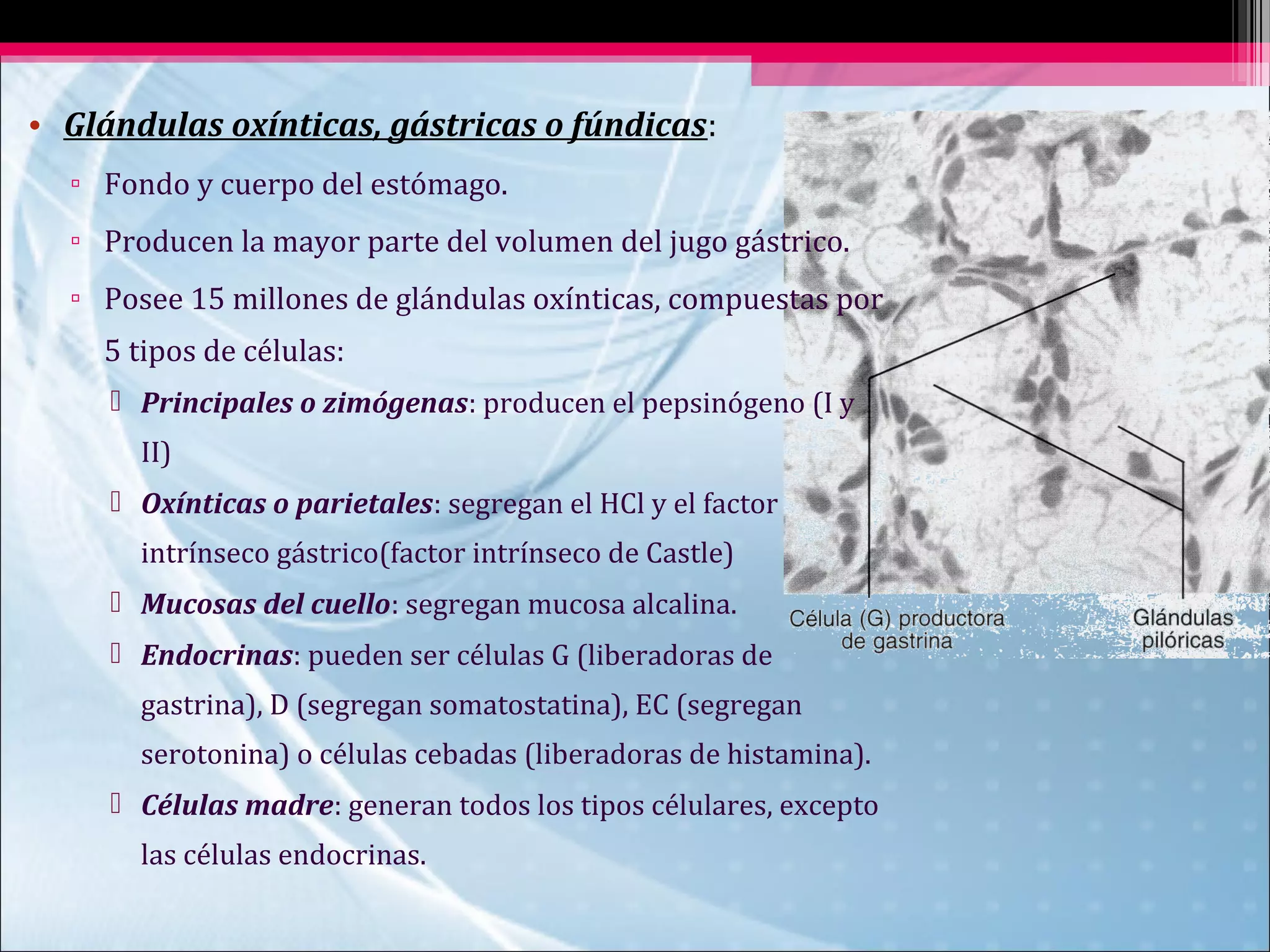 Histologia estomago,duodeno y yeyuno | PPT
