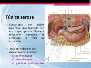 Histologia estomago,duodeno y yeyuno | PPT