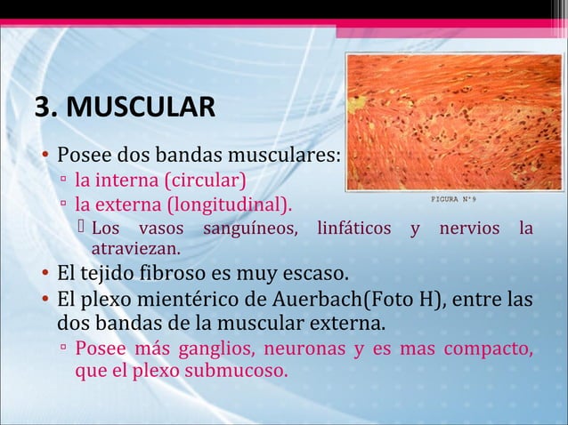 Histologia estomago,duodeno y yeyuno | PPT