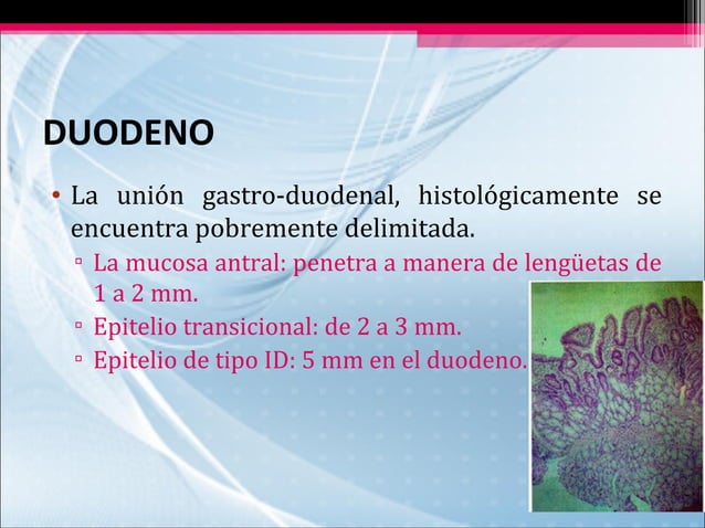 Histologia estomago,duodeno y yeyuno | PPT