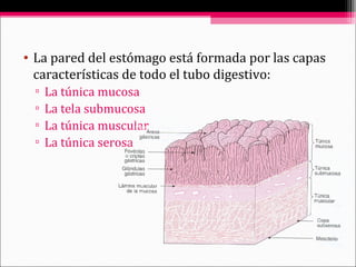 Histología Del Fondo Del Estómago