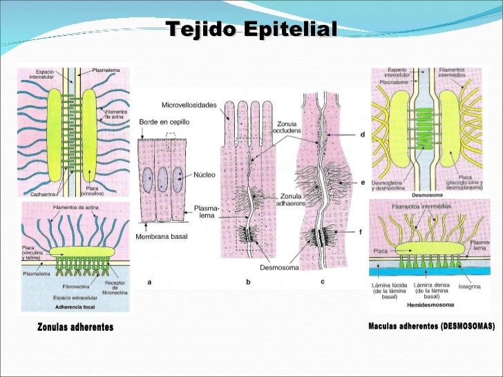 Histologia General Tejido Epitelial