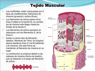 Histologia General Tejido Muscular | PPT