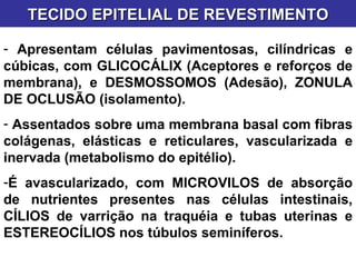 Histologia humana | PPT