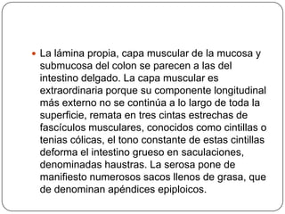 Histologia intestino grueso | PPTX