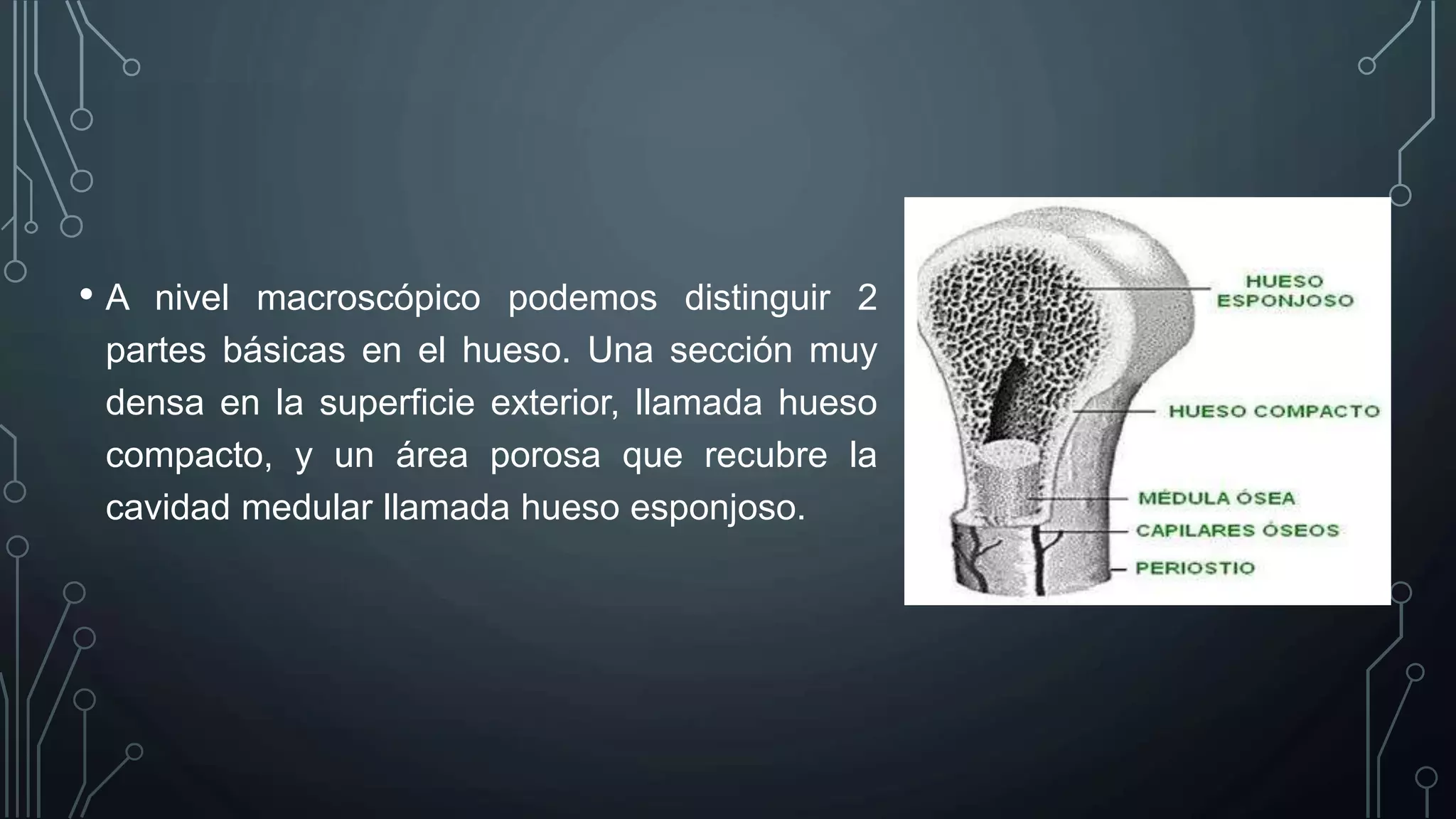 Histología del hueso (Gartner) | PPTX