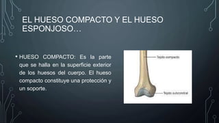 Histología del hueso (Gartner) | PPTX