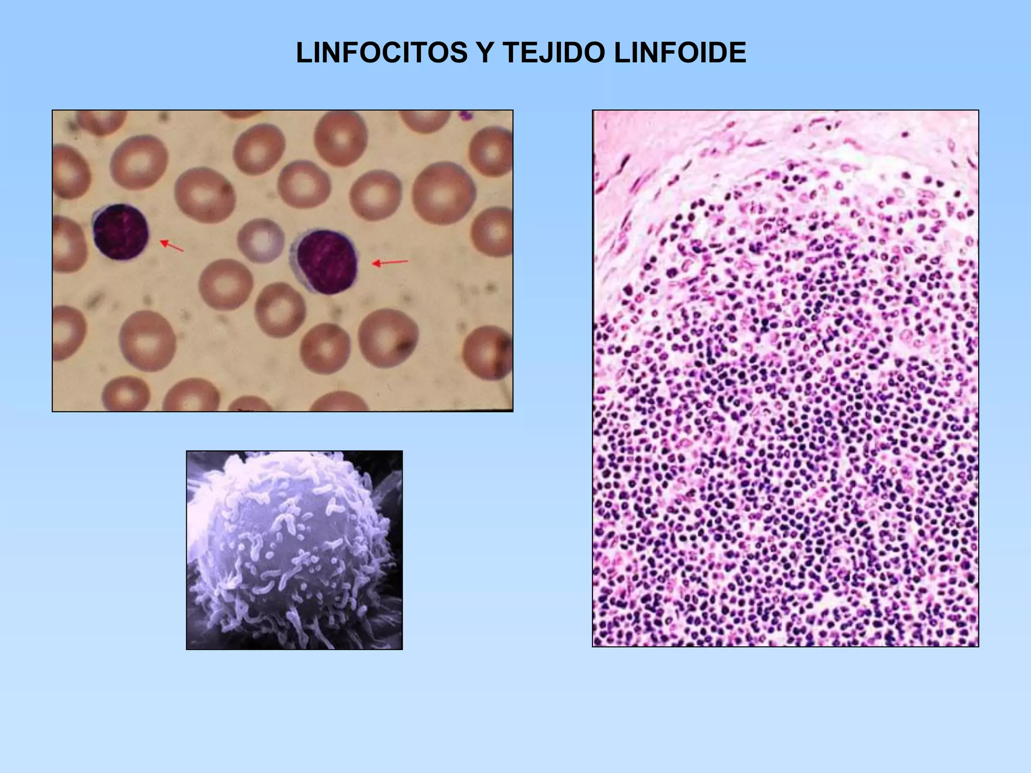 Histologia linfoide | PDF