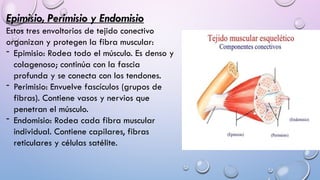 Histologia Listas corregidas para presentar | PPTX