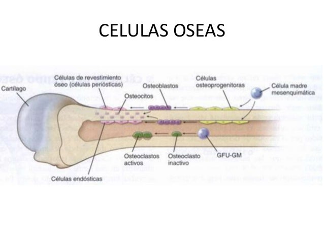 Matriz osea y osificación