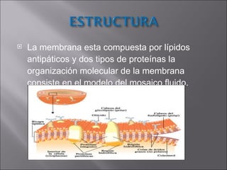 Histologia membrana expo2.nueva[1] | PPT