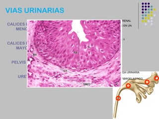 Histologia normal de riñon y vias urinarias | PPT