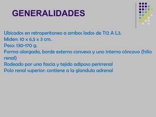 Histologia normal de riñon y vias urinarias | PPT