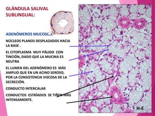 histologia obste.pptx