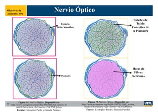 HISTOLOGIA OJO.pdf