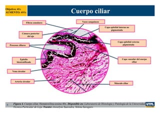 HISTOLOGIA OJO.pdf