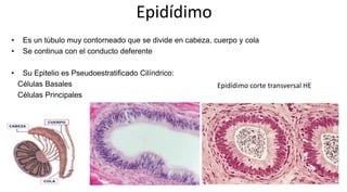Histologia reproductor genital masculino | PPTX