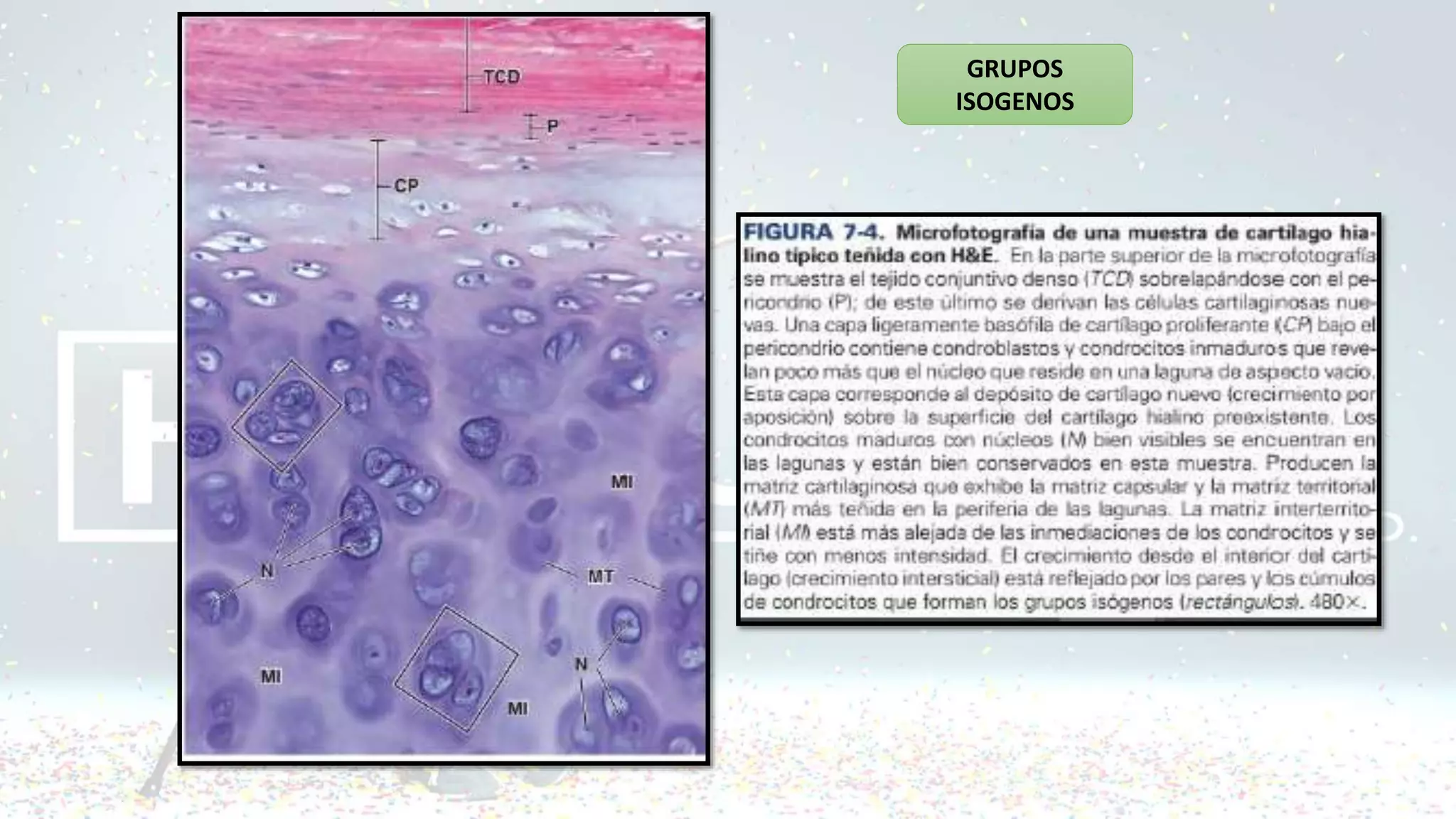 HISTOLOGIA SESION 2 - TEJIDO CONJUNTIVO.pptx