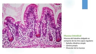 HISTOLOGIA SISTEMA DIGESTIVO enfermería.pptx
