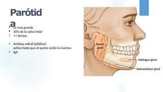 HISTOLOGIA SISTEMA DIGESTIVO enfermería.pptx