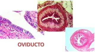 Histología sistema reproductor fem | PPT