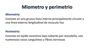 Histología sistema reproductor fem | PPT