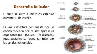 Histología sistema reproductor fem | PPTX