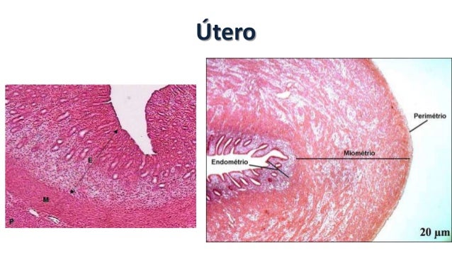 Histología sistema reproductor fem