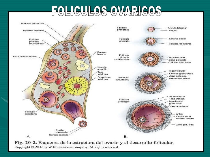Histologia (sistema reproductor femenin ol)