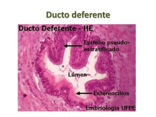 Histología sistema reproductor macho aut | PPTX