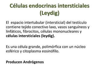 Histología sistema reproductor macho | PPTX