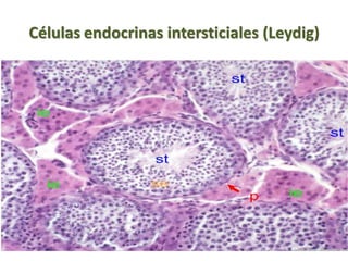 Histología sistema reproductor macho | PPTX