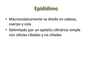 Histología sistema reproductor macho | PPTX