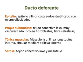 Histología sistema reproductor macho | PPTX