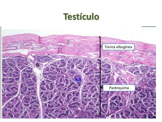Histología sistema reproductor macho