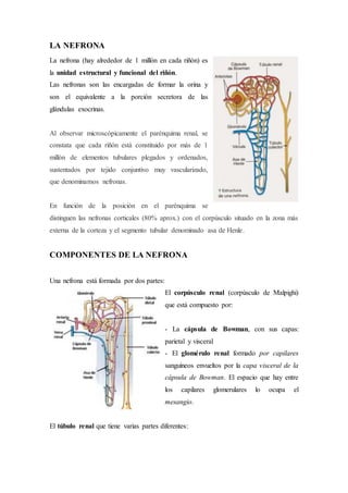 Histologia sistema urinario | DOCX