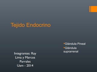 Histologia Glandula suprarrenal y glandula pineal | PPT