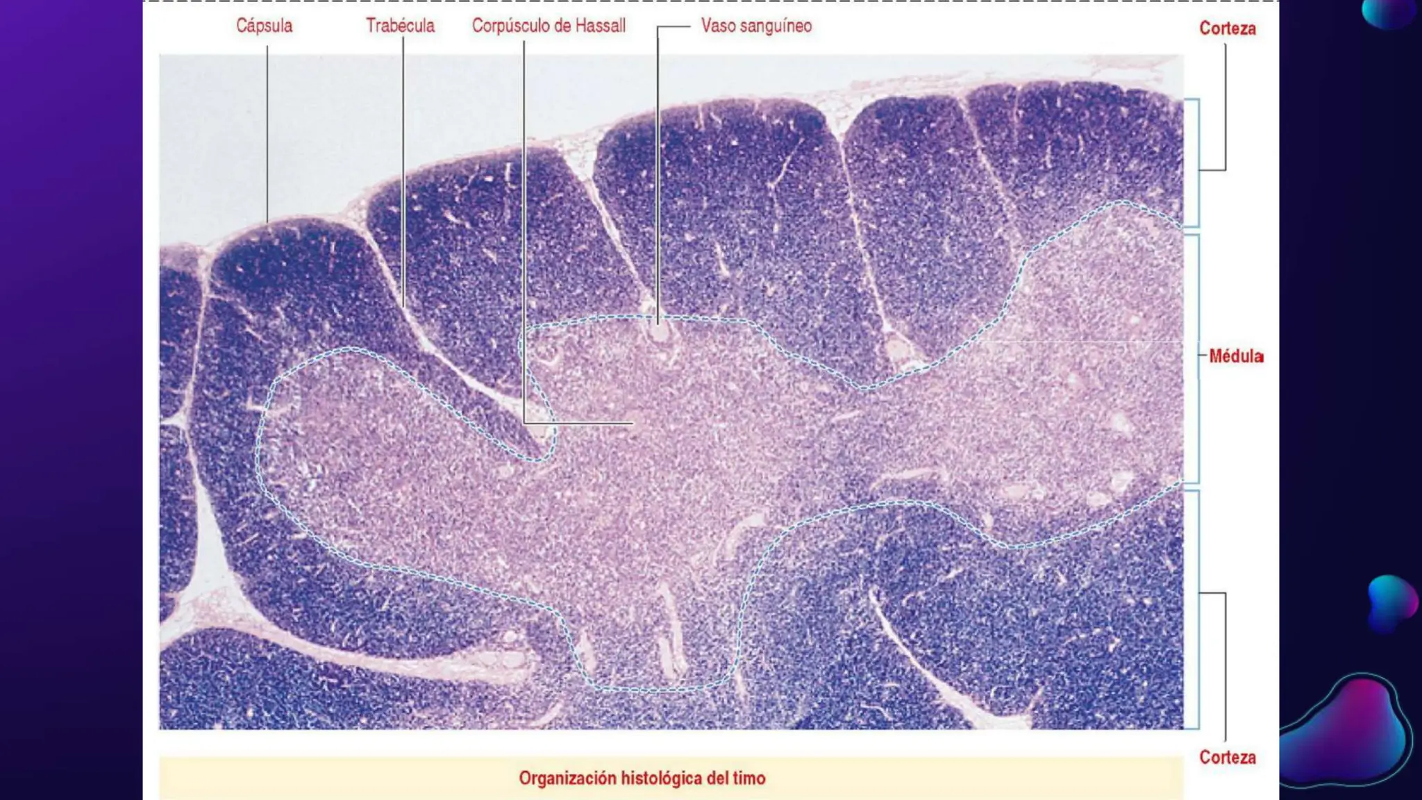 histologia tejido linfatico ppt versió 3.9 | PPT