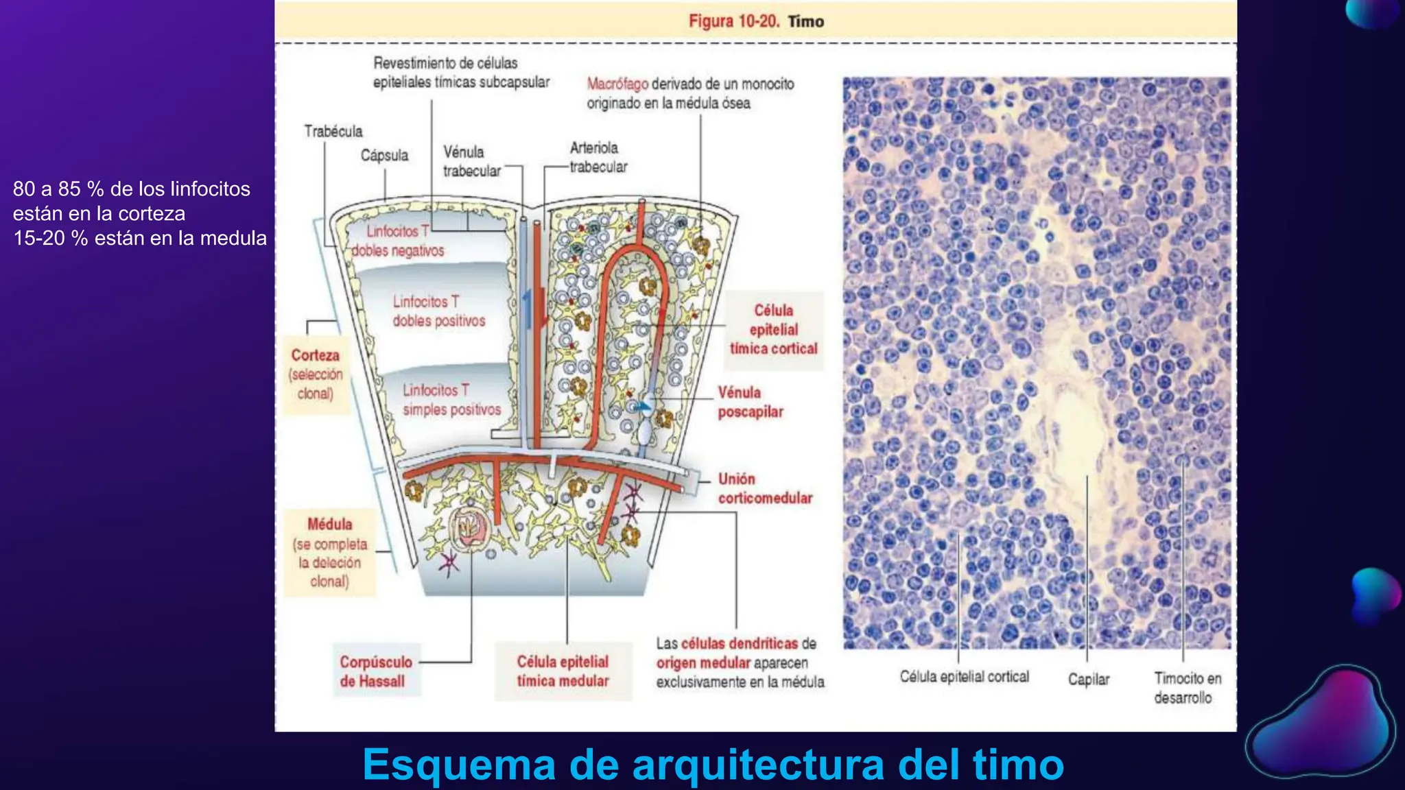 histologia tejido linfatico ppt versió 3.9 | PPT