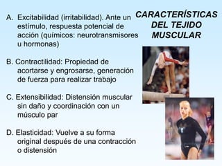 Histologia tejido muscular | PDF